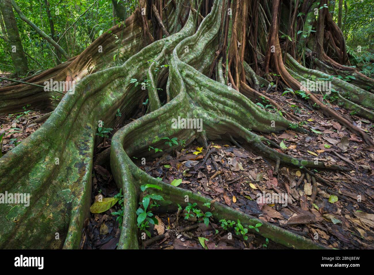 Strangler fig (Ficus sp) huge aerial roots, Corcovado National Park ...