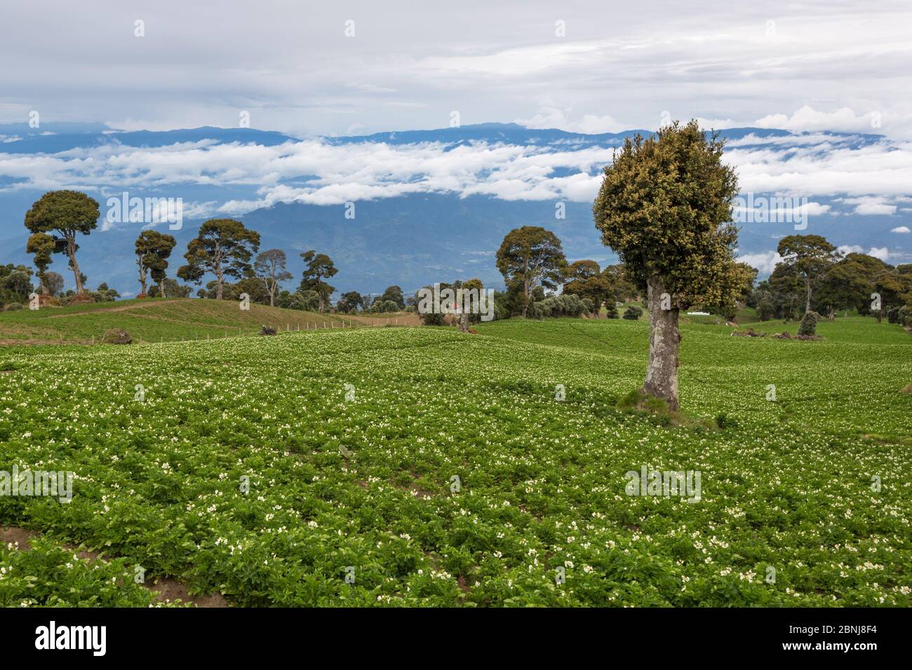 Potato fields on the rich volcanic soils on the slopes of Volcano Irazu ...