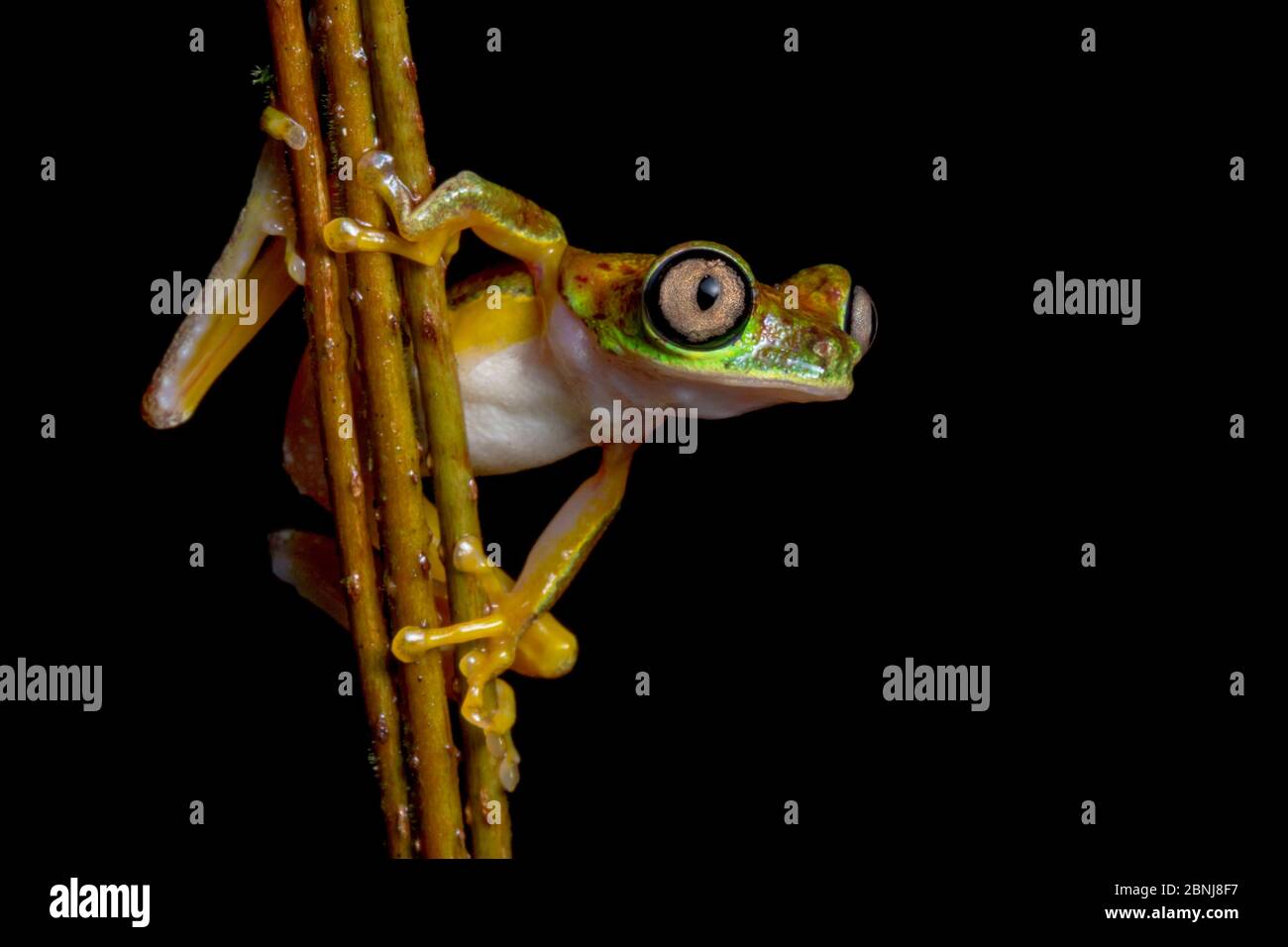 Lemur tree frog hi-res stock photography and images - Alamy