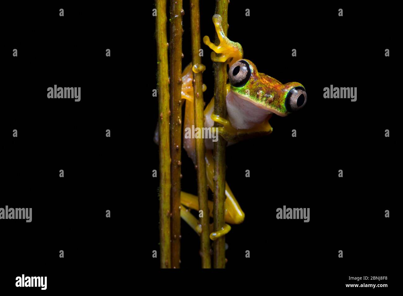 Lemur tree frog hi-res stock photography and images - Alamy
