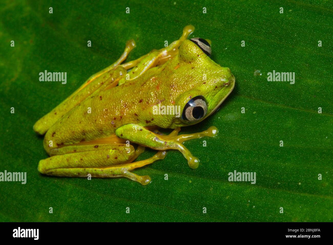Lemur leaf frog (Agalychnis lemur) Central Caribbean foothills, Costa ...