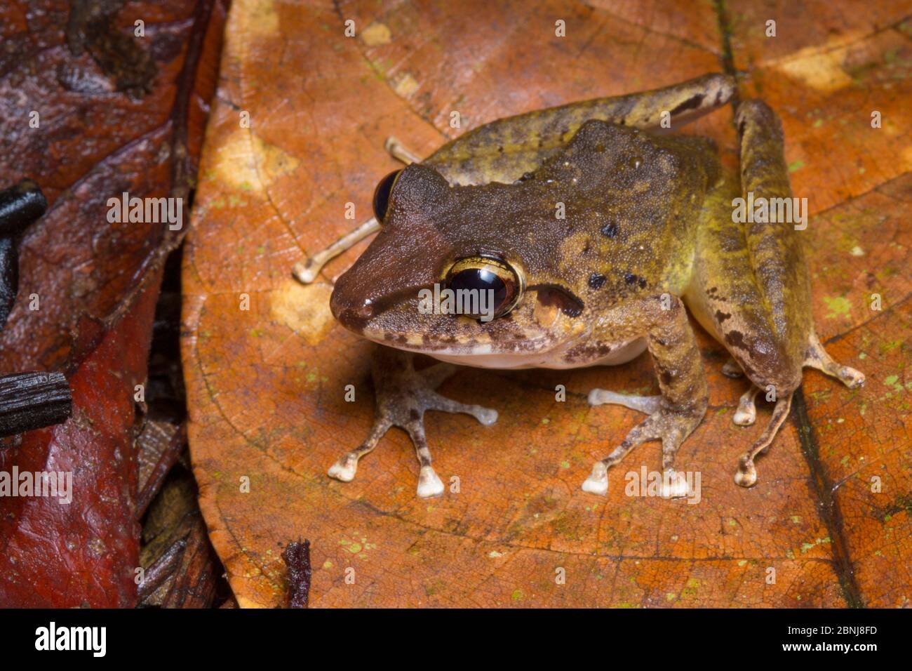 Northern rainfrog hi-res stock photography and images - Alamy