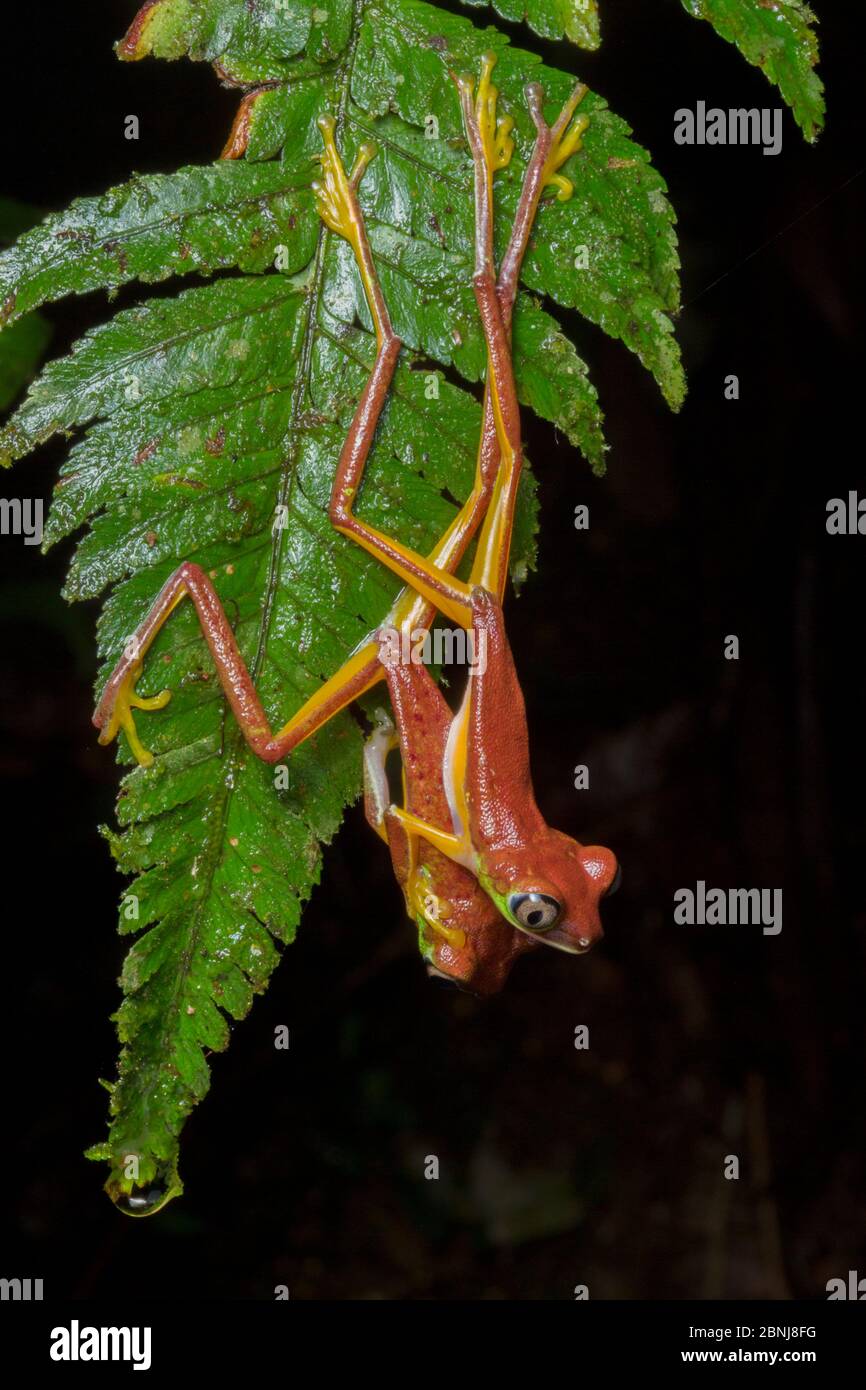 Lemur tree frog hi-res stock photography and images - Alamy