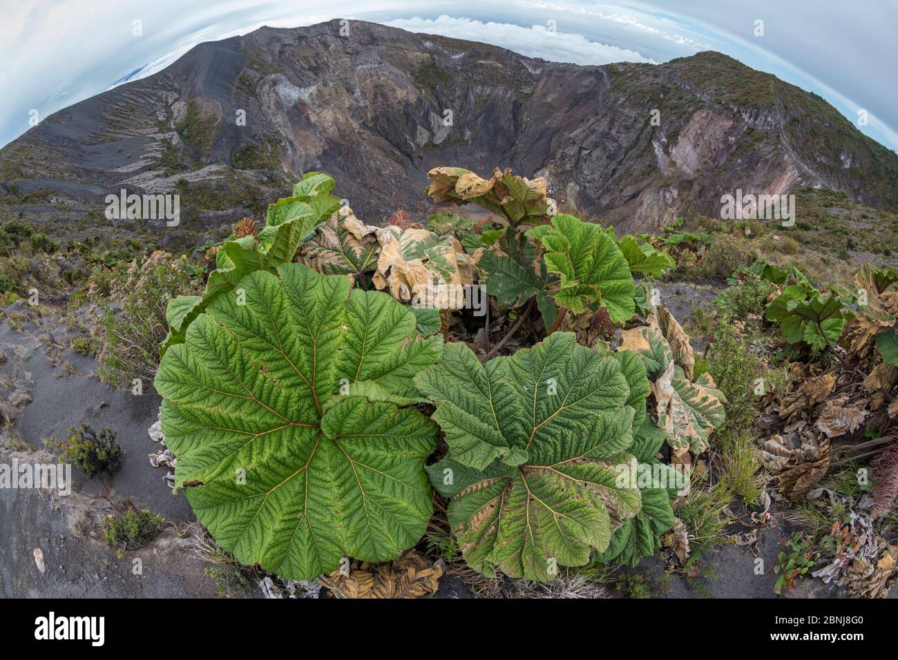 Poor Man's umbrella (Gunnera insignis) growing around the caldera rim ...