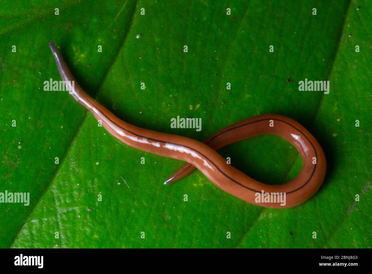 Land planarian (Geoplanidae) Central Caribbean foothills, Costa Rica ...