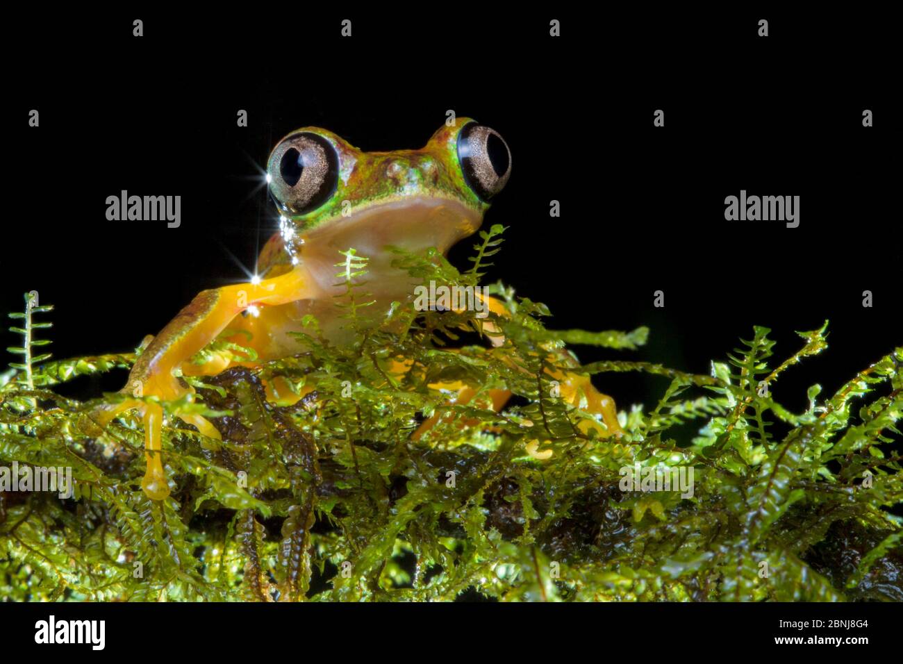 Lemur tree frog hi-res stock photography and images - Alamy
