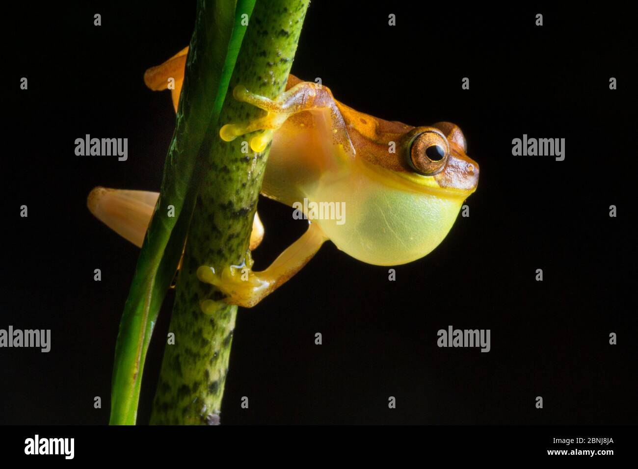 Hourglass treefrog (Dendropsophus ebraccatus) male with inflated vocal ...