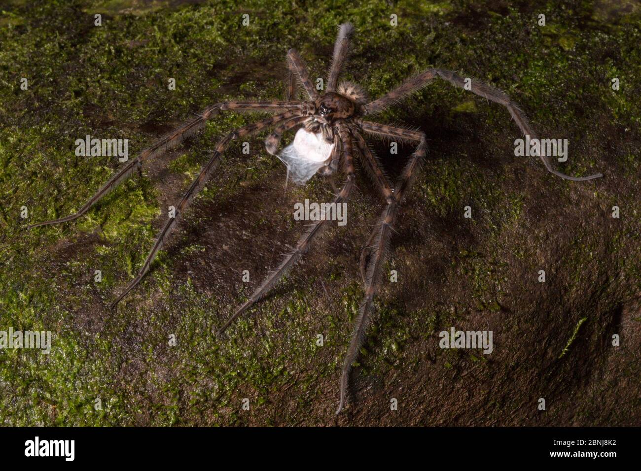Mating handing hi-res stock photography and images - Alamy