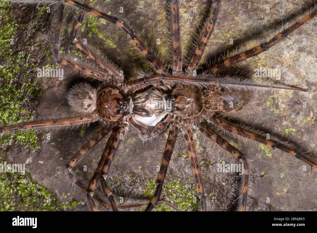 Fishing Spider Eating A Fish