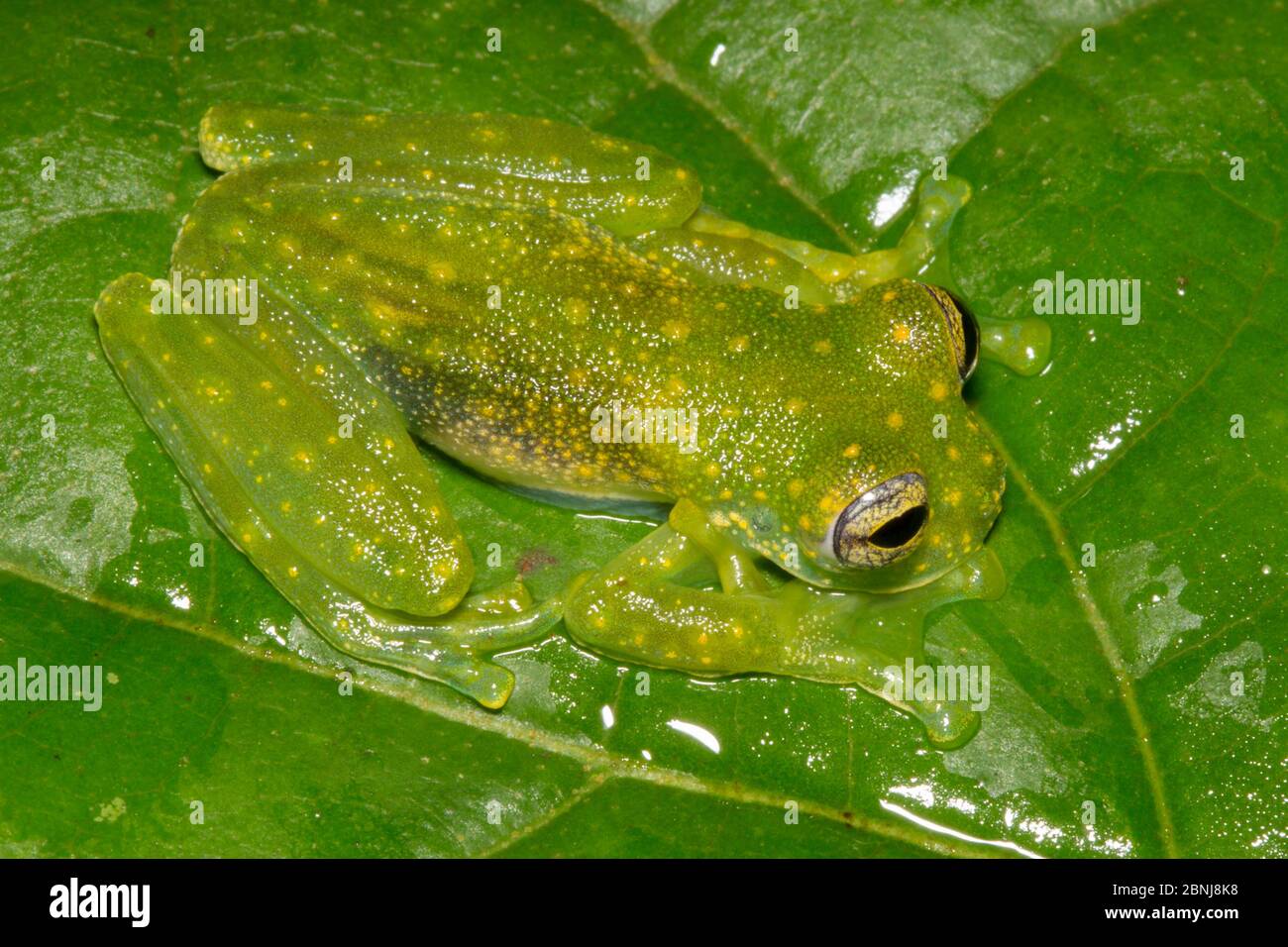 White-spotted cochran frog (Sachatamia albomaculata) Central Caribbean ...