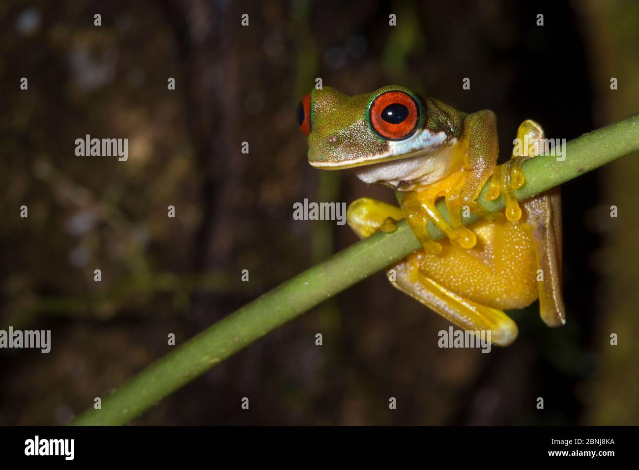 Rufous eyed tree frog hi-res stock photography and images - Alamy