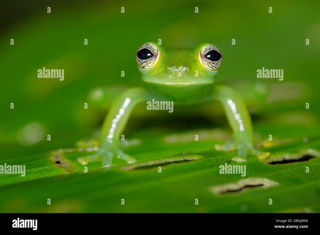 Cochran frog hi-res stock photography and images - Alamy