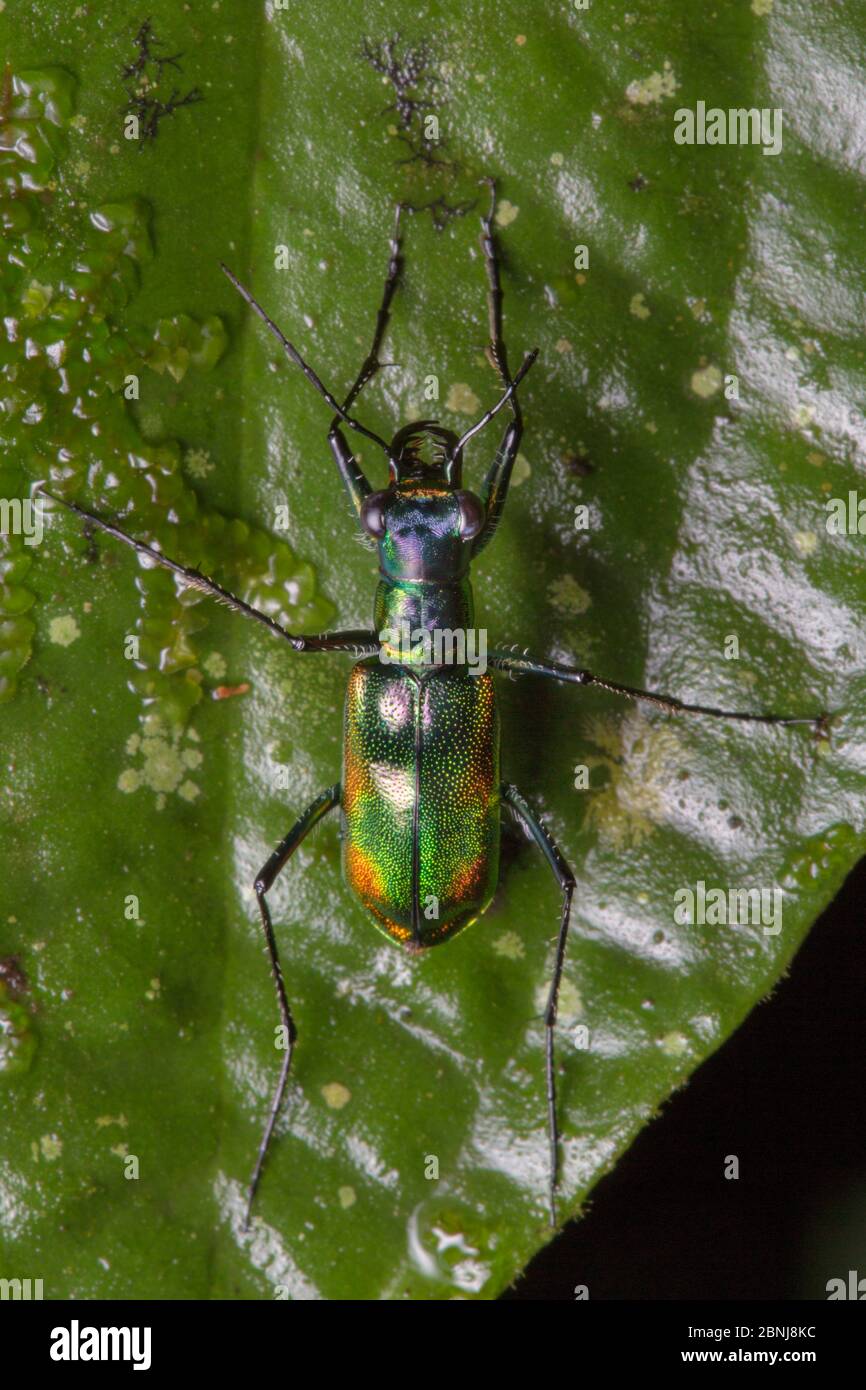 Tiger beetle (Cicindelinae) Central Caribbean foothills, Costa Rica ...