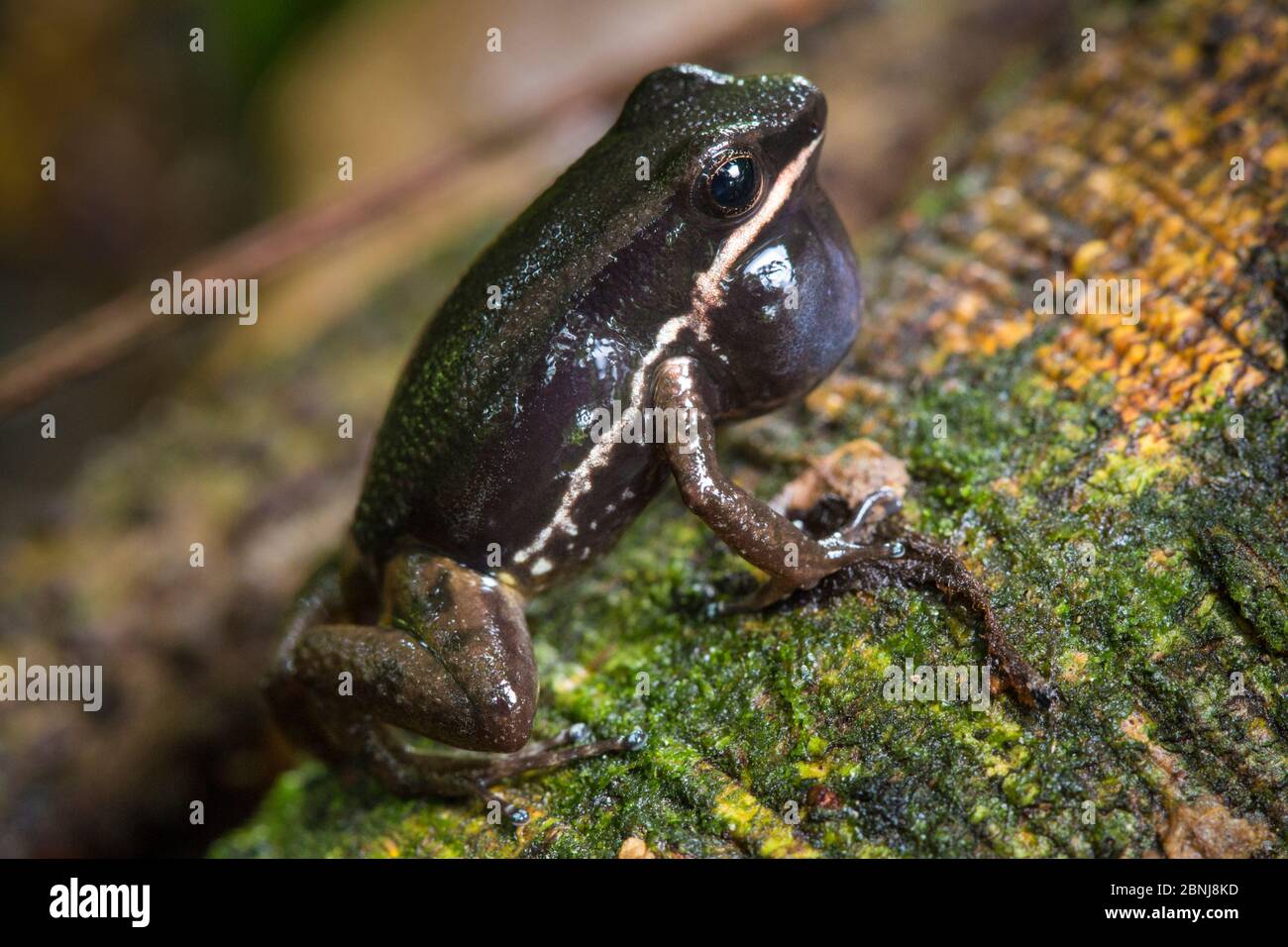 Caribbean Tree Frog High Resolution Stock Photography and Images - Alamy
