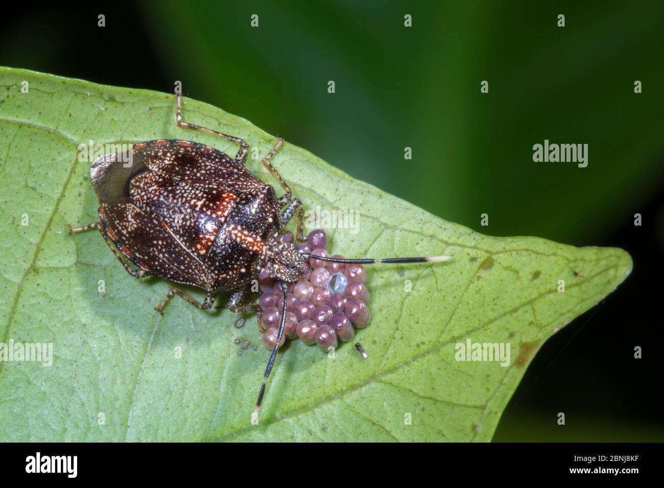 Stink bug (Pentatomidae) female guarding her eggs, Central Caribbean ...