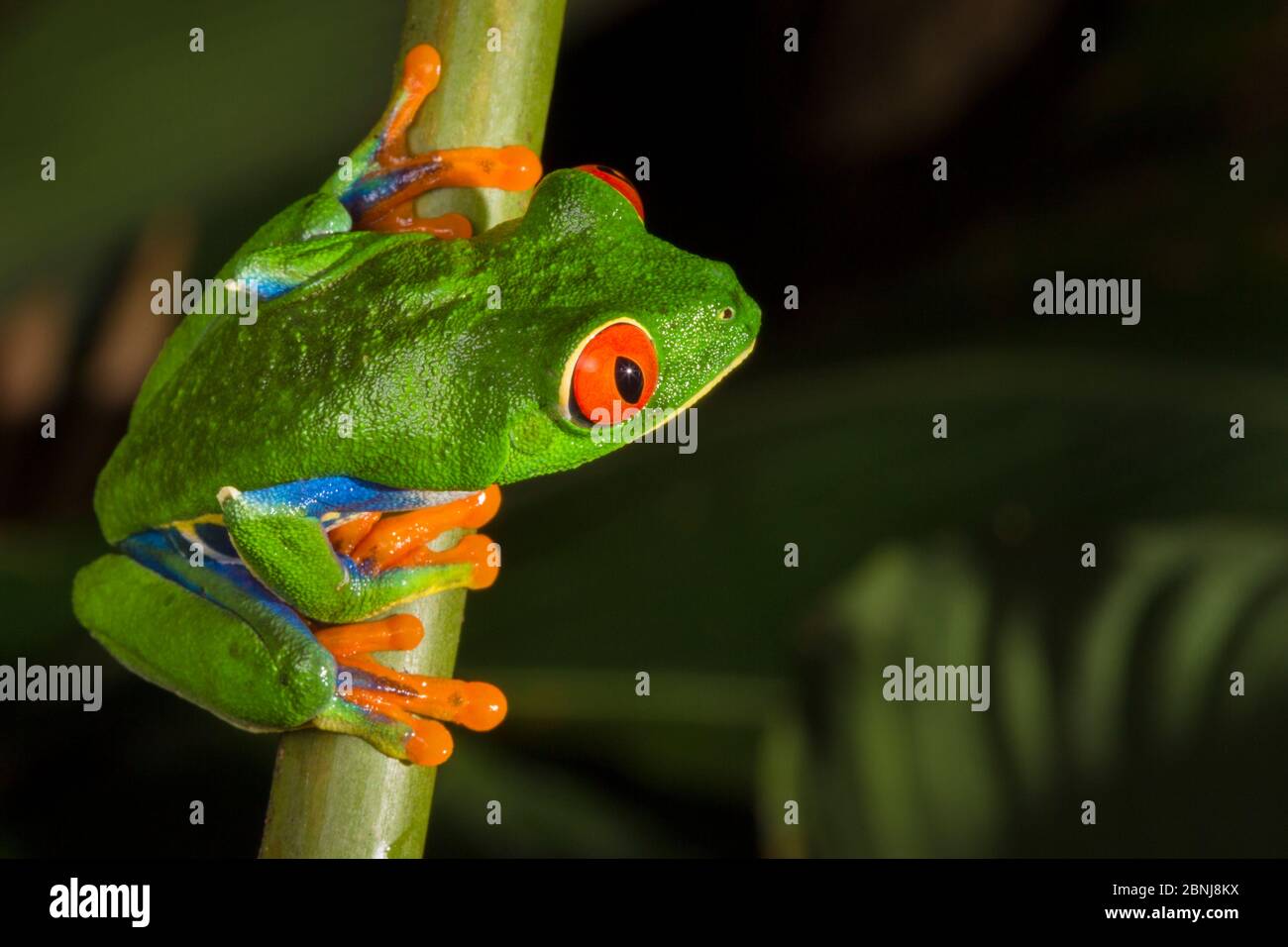 Red-eyed leaf frog (Agalychnis callidryas) male, Central Caribbean ...