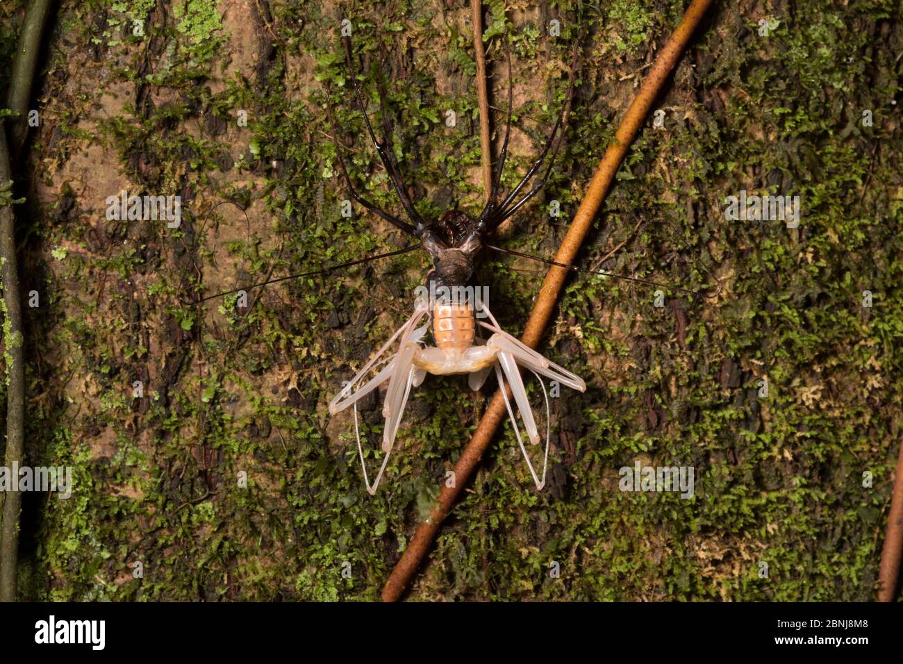Tailless whip scorpion amblypygi hi-res stock photography and images ...
