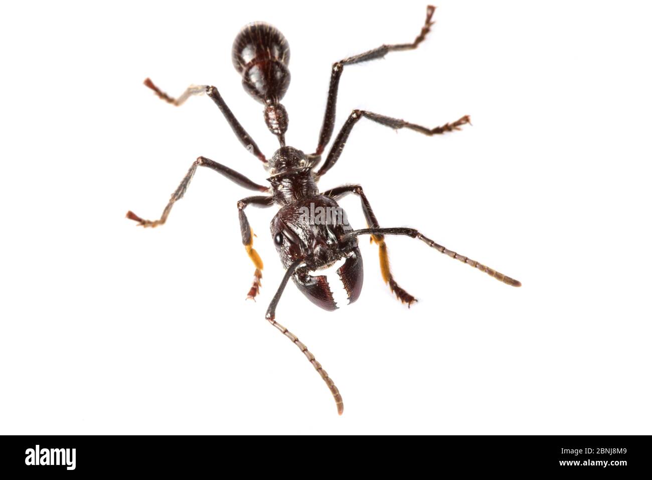 Formica clavata Cut Out Stock Images & Pictures - Alamy