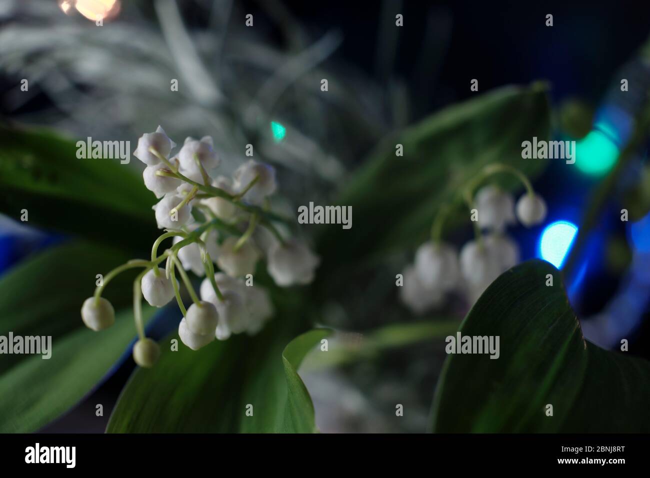 Lily may hi-res stock photography and images - Alamy