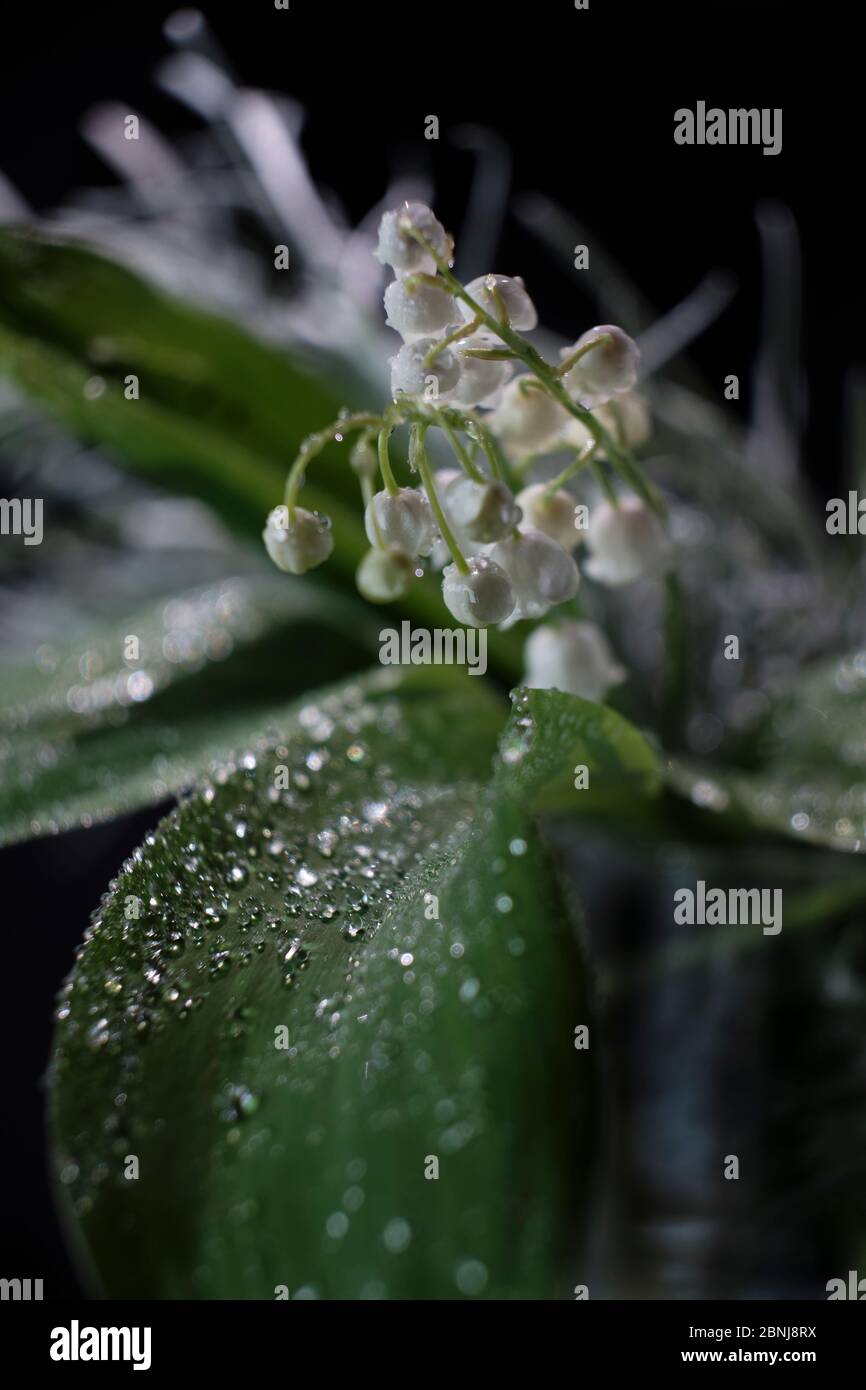 Lily may hi-res stock photography and images - Alamy
