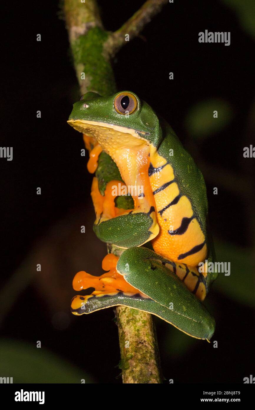 Splendid leaf frog (Cruziohyla calcarifer) in rainforest tree at night ...