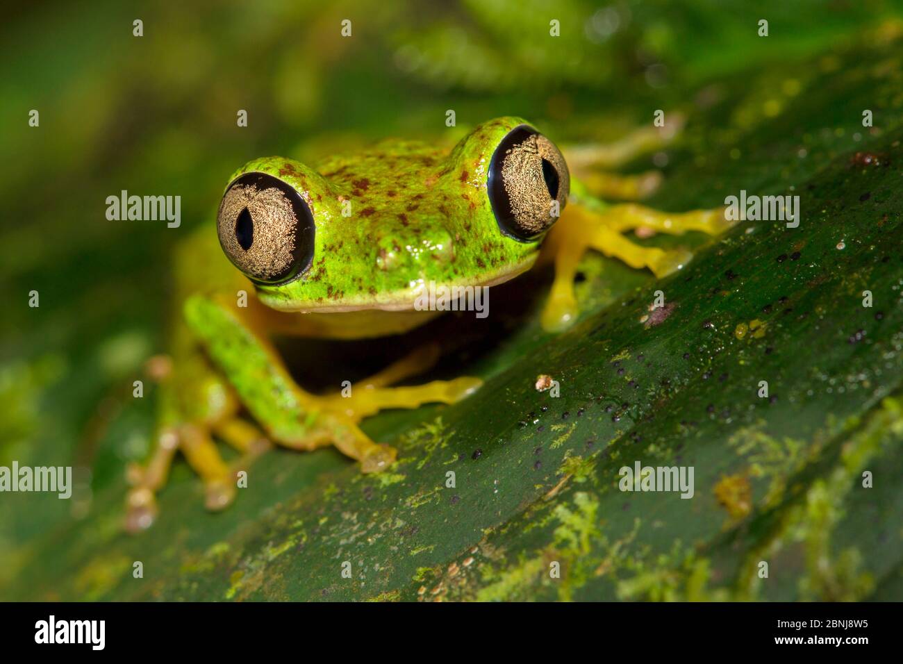 Lemur tree frog hi-res stock photography and images - Alamy