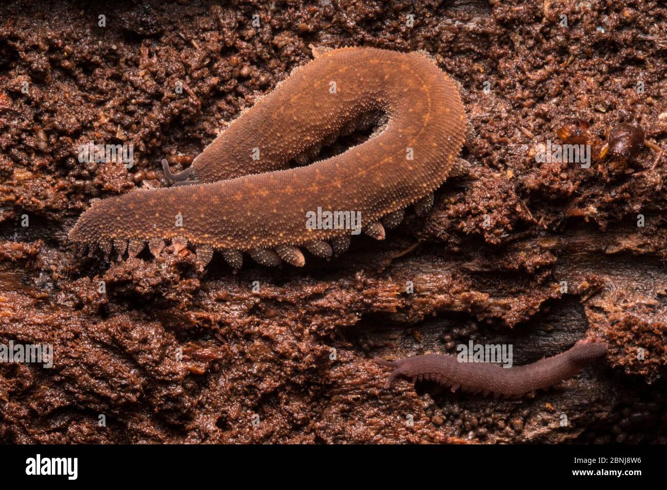Onychophora High Resolution Stock Photography and Images - Alamy