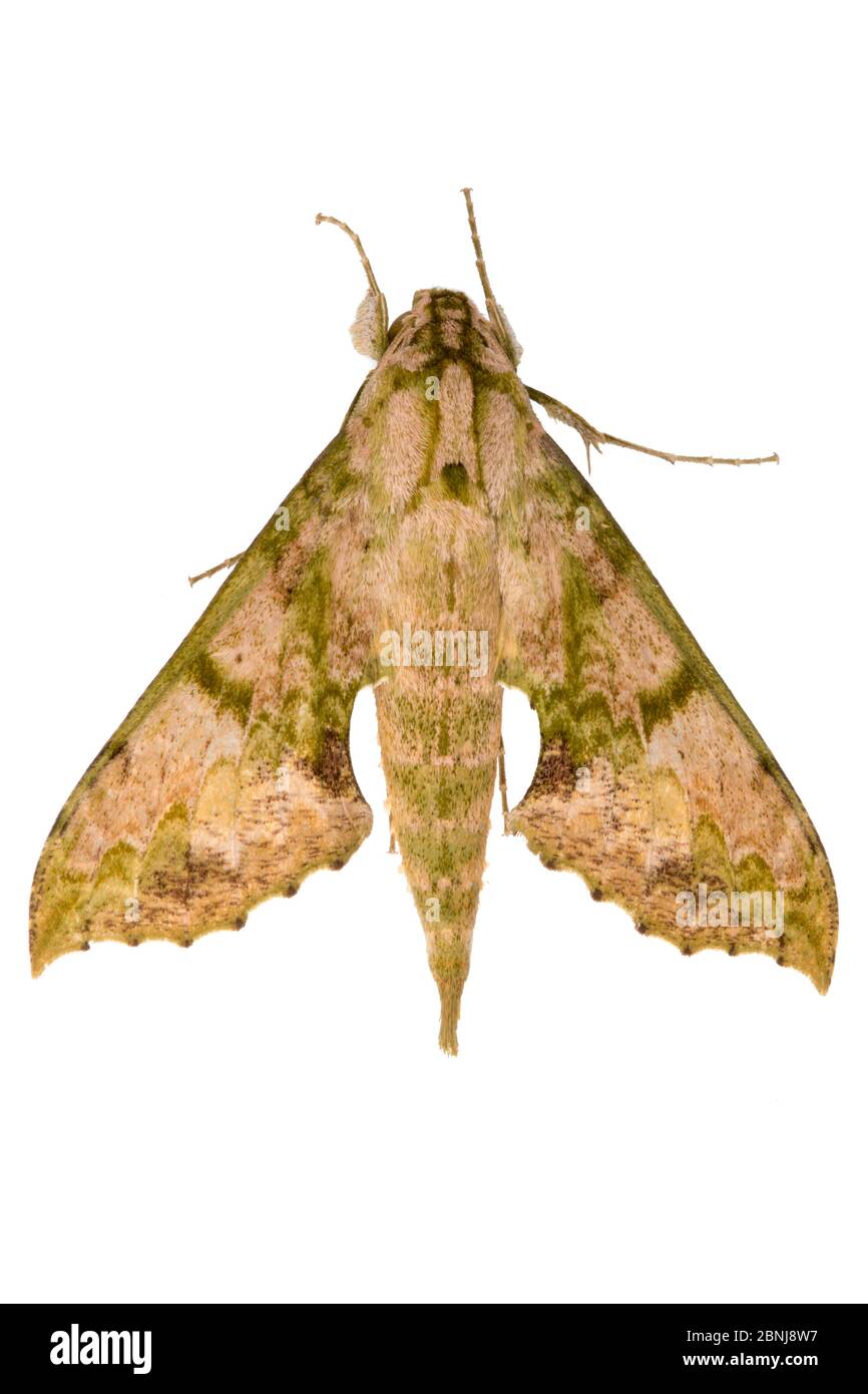 Sphinx moth (Sphingidae) photographed on a white background in mobile ...