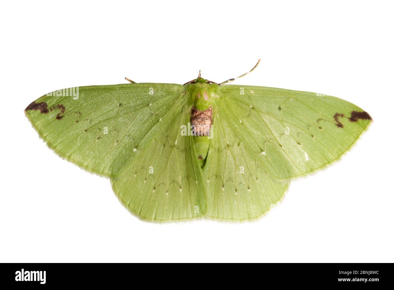 Moth (Geometridae) photographed on a white background in mobile field ...