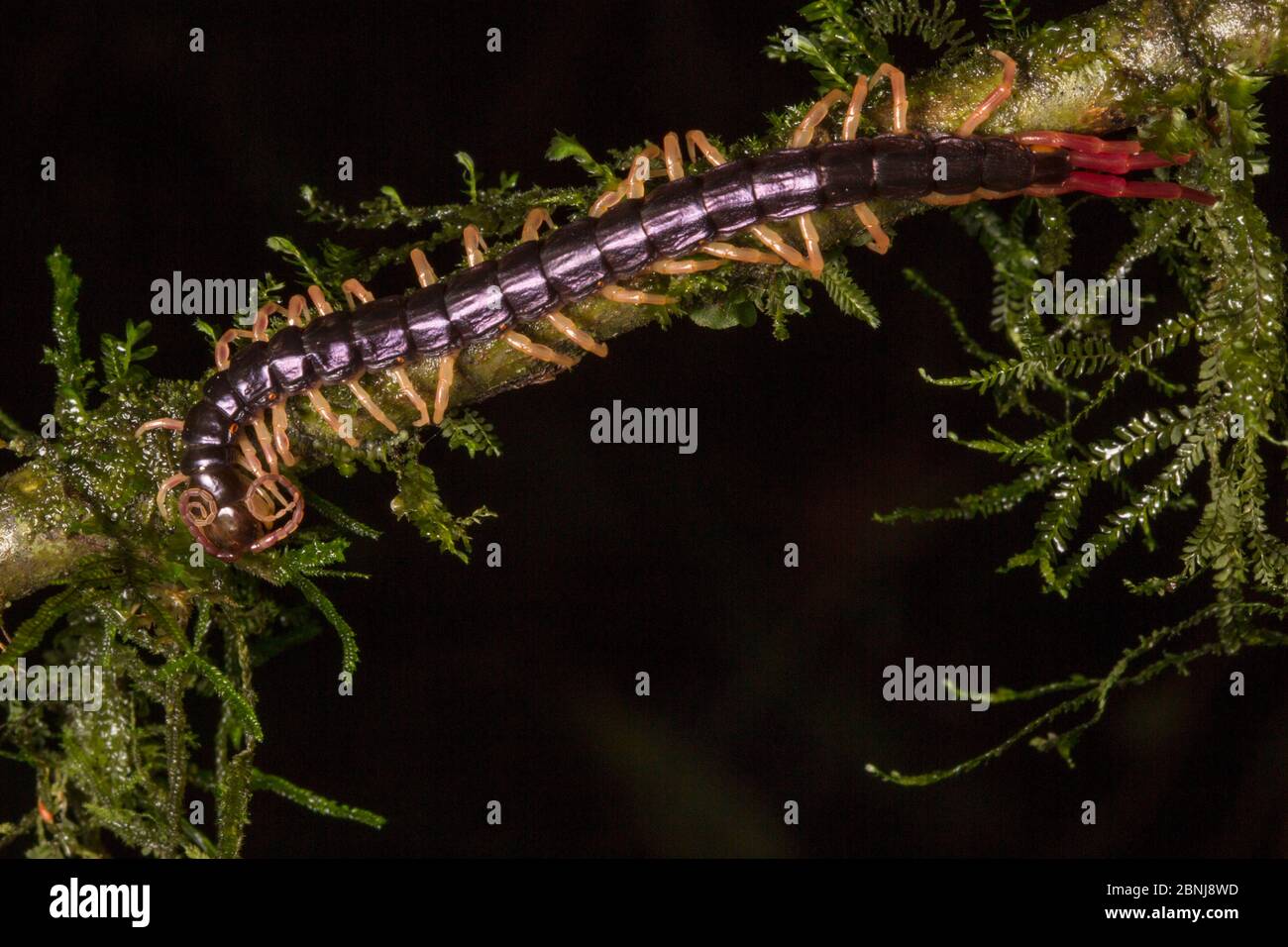 Centipede (Scolopendromorpha) Central Caribbean foothills, Costa Rica ...