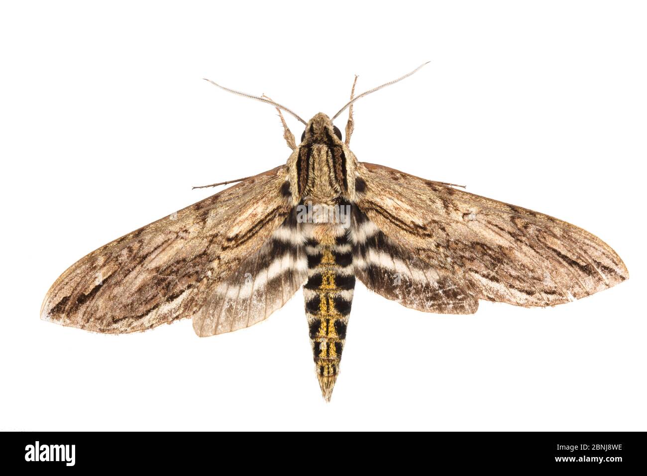 Sphinx moth (Sphingidae) photographed on a white background in mobile ...