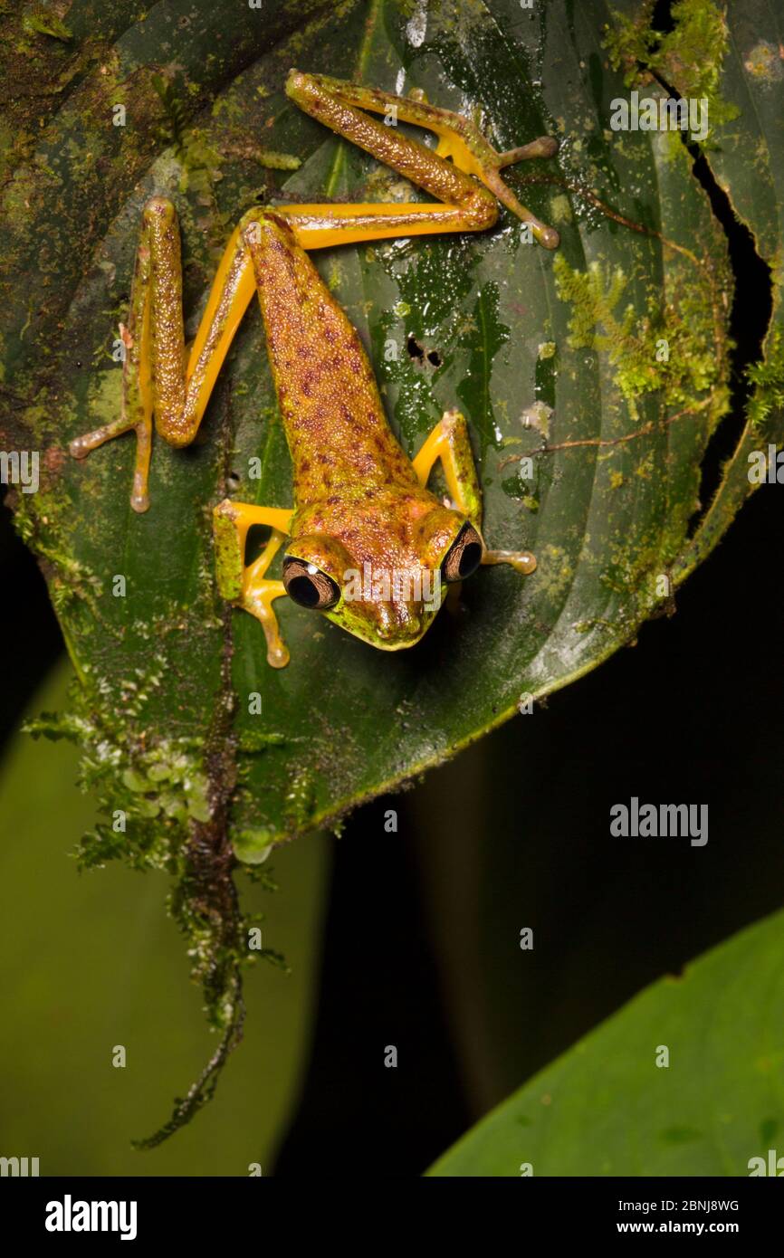 Lemur tree frog hi-res stock photography and images - Alamy