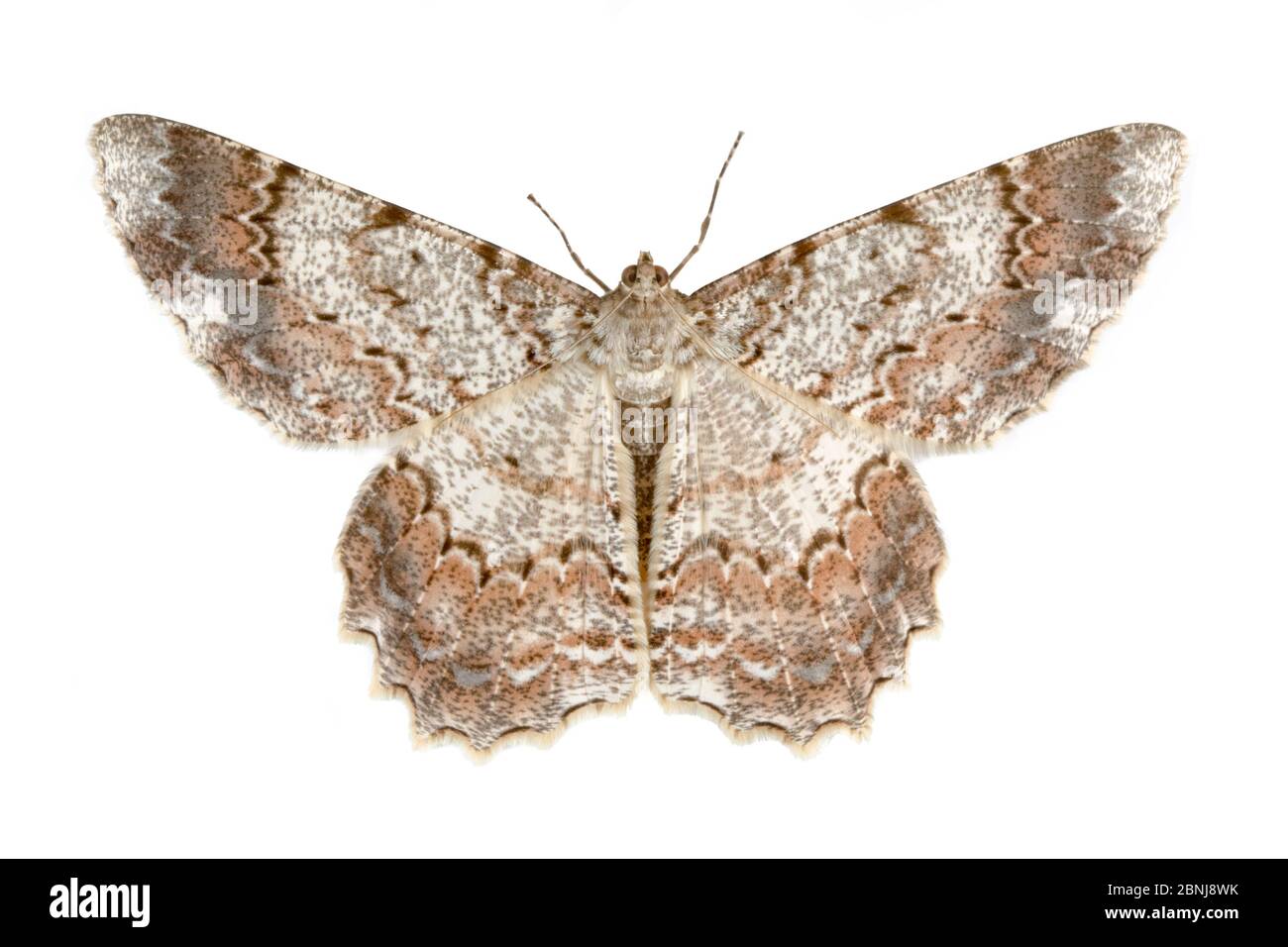 Moth (Epimecis sp) photographed on a white background in mobile field ...