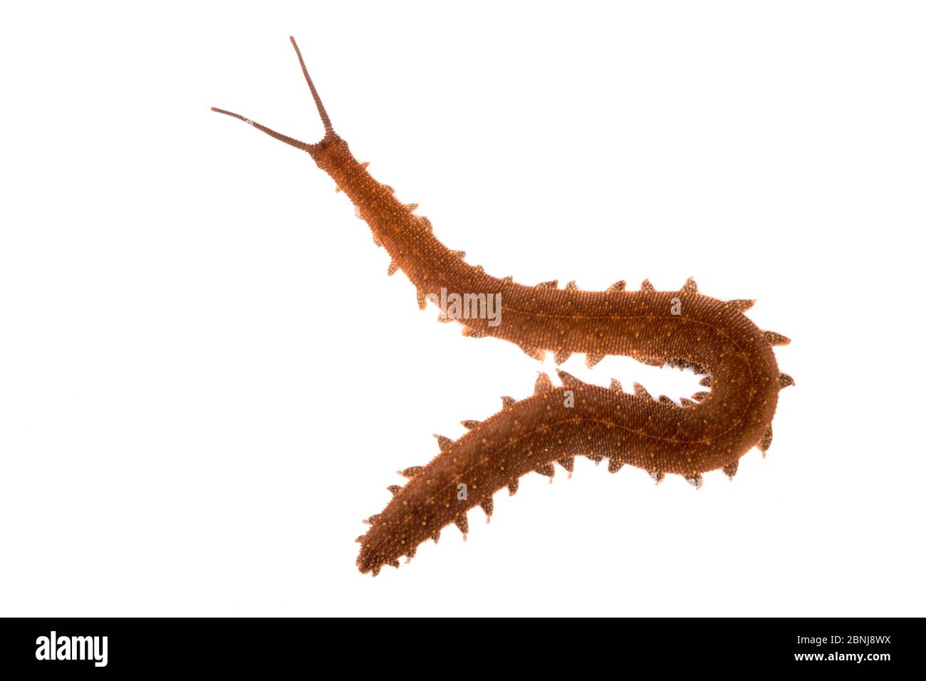 Onychophora hi-res stock photography and images - Alamy
