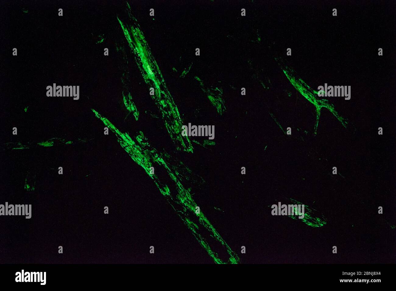 Foxfire fungus hi-res stock photography and images - Alamy