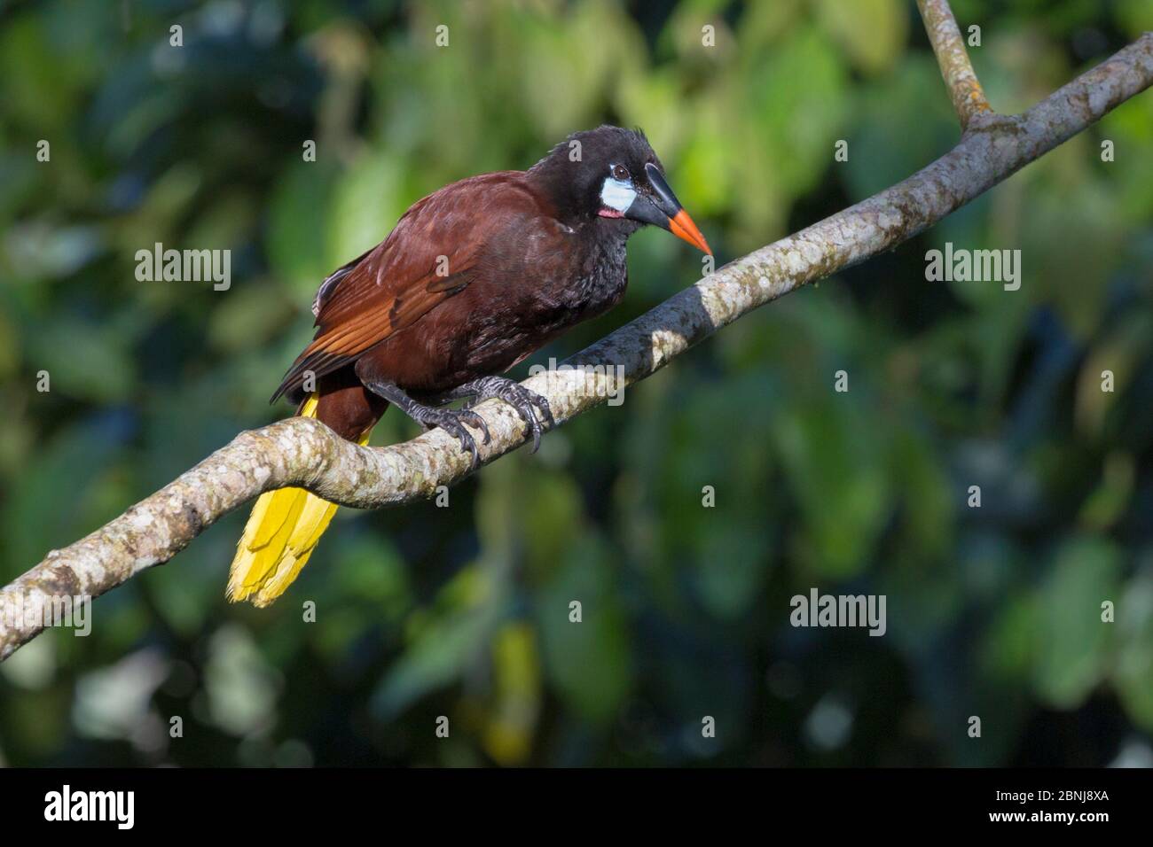 Montezuma oropendola (Psarocolius montezuma) Cordillera de Talamanca ...