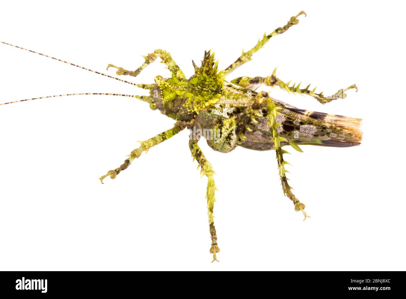 Moss mimicking katydid (Haemodiasma sp) photographed on a white ...