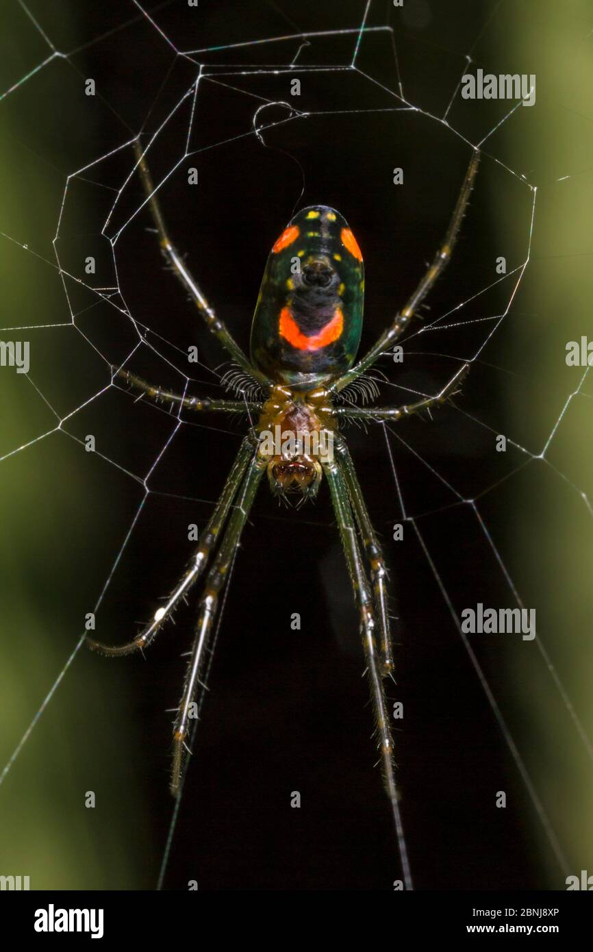Orchard spider (Leucauge sp) showing distinctive 'smiley face' markings ...