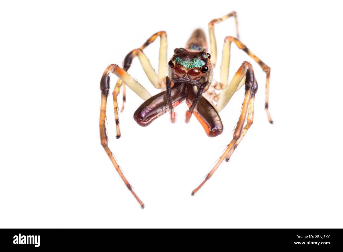 Chelicerae