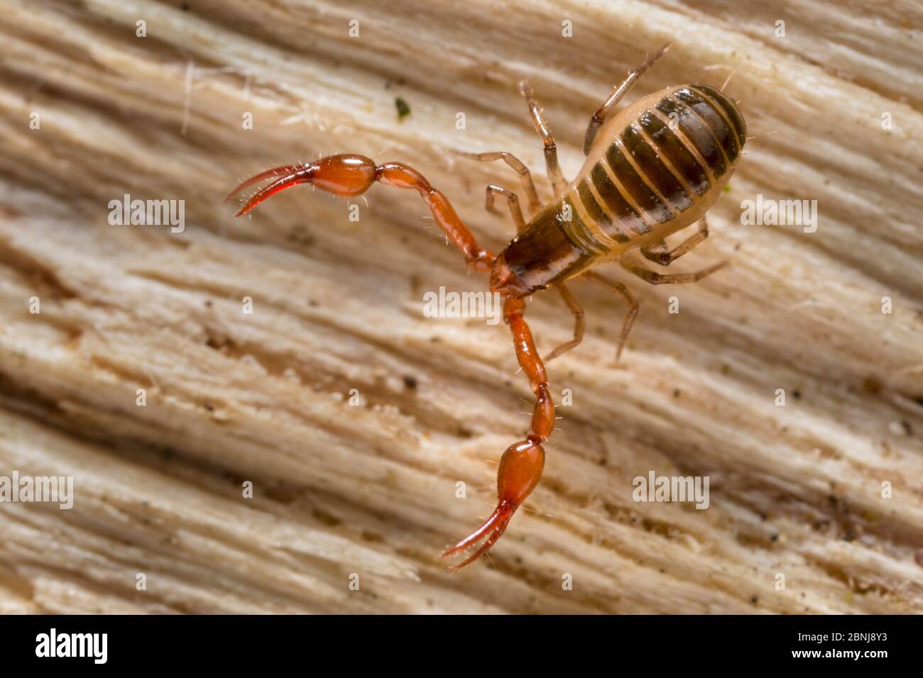 False scorpion hi-res stock photography and images - Alamy