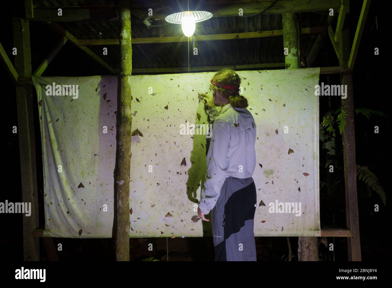 Moths attracted to light hi-res stock photography and images - Alamy