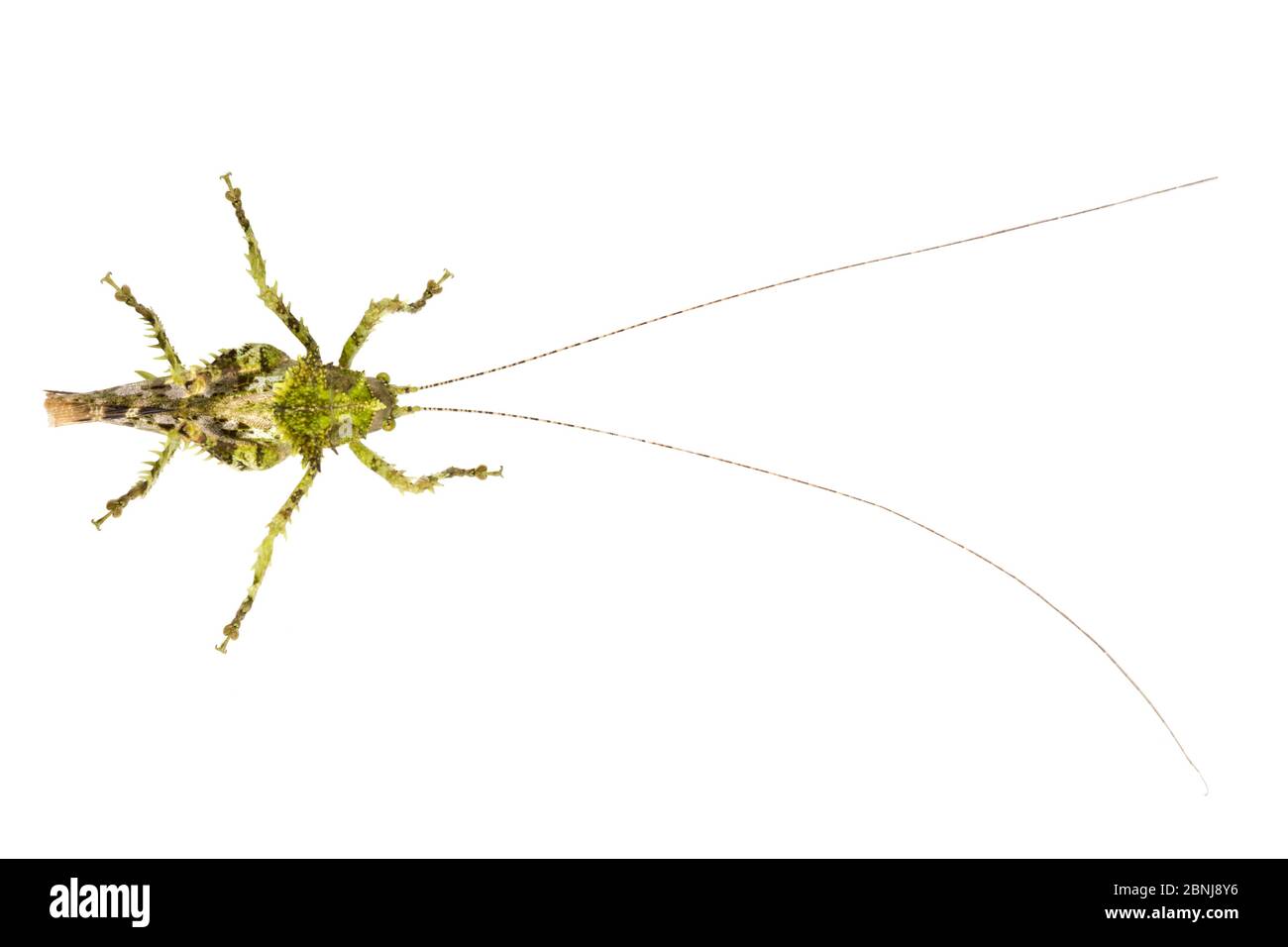 Moss mimicking katydid (Haemodiasma sp) photographed on a white ...