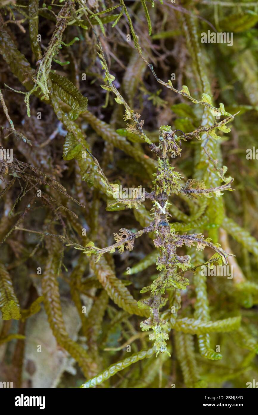 Stick insect costa rica wildlife hi-res stock photography and images ...