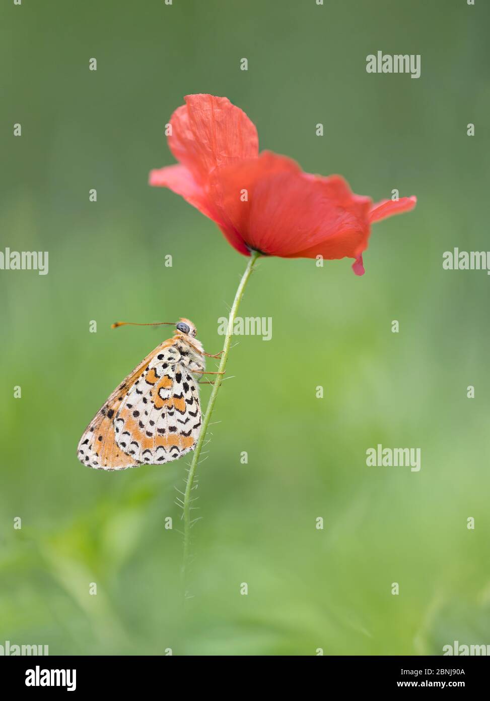Umbrella like flower hi-res stock photography and images - Alamy