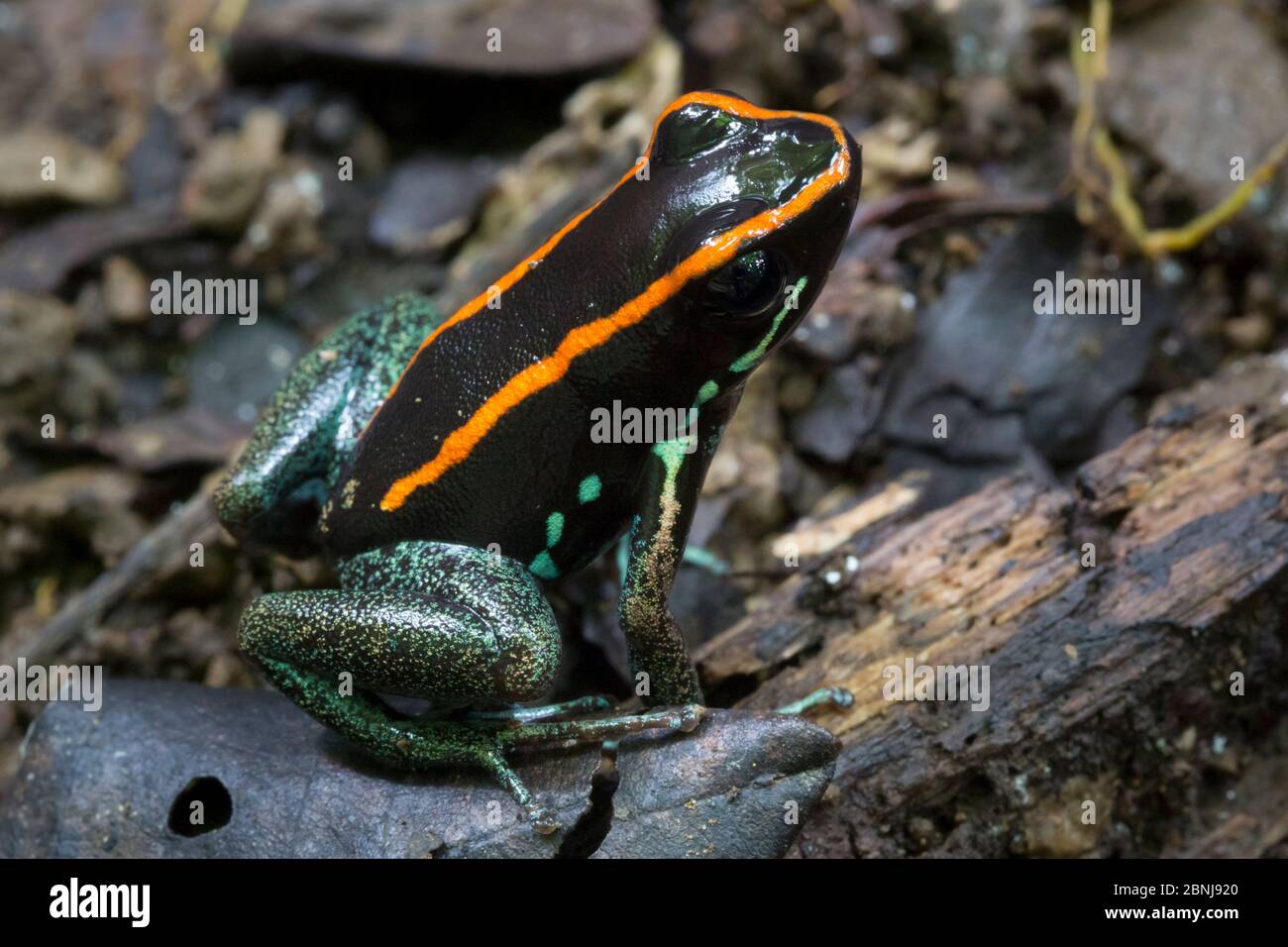 Golfodulcean poison frog (Phyllobates vittatus) Osa Peninsula, Costa ...