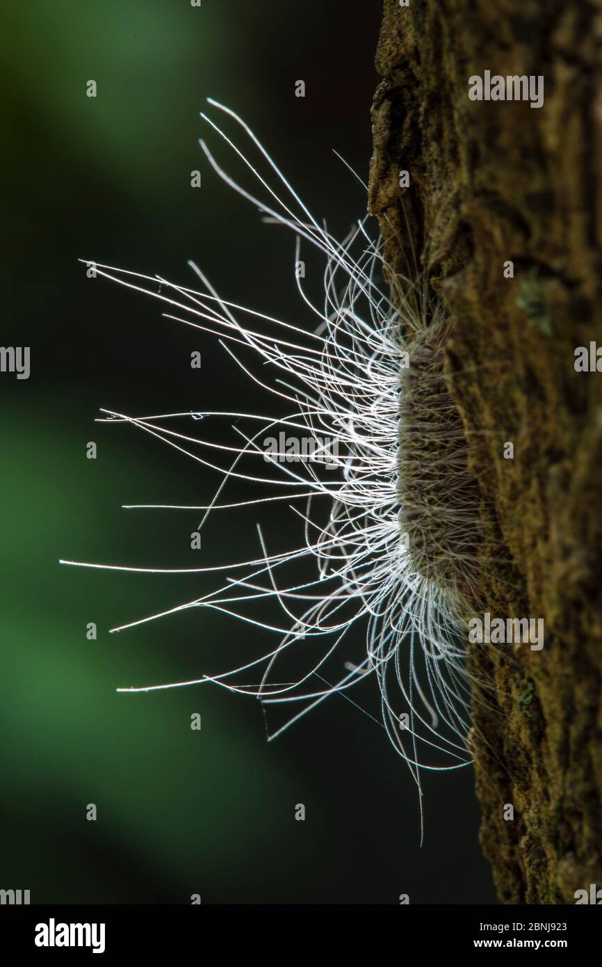 Urticating hairs hi-res stock photography and images - Alamy
