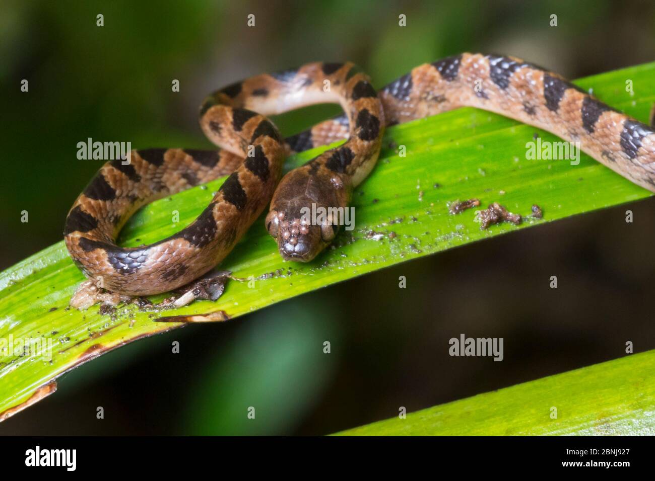 Northern Cat-eyed snake (Leptodeira septentrionalis) note the mites ...