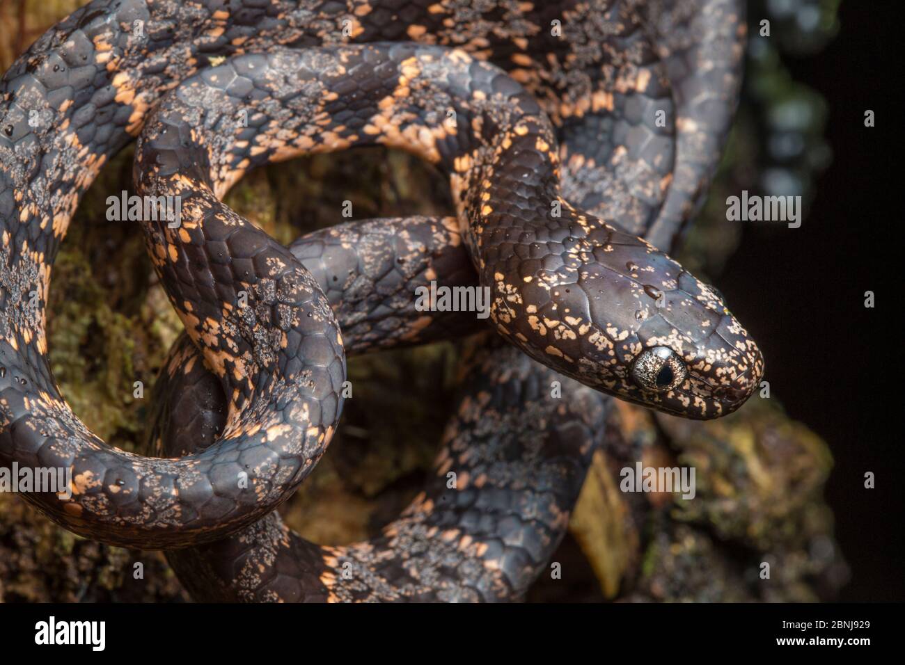 Cloudy Snail-eater / Clouded snake (Sibon nebulatus) Osa Peninsula, Costa Rica Stock Photo - Alamy