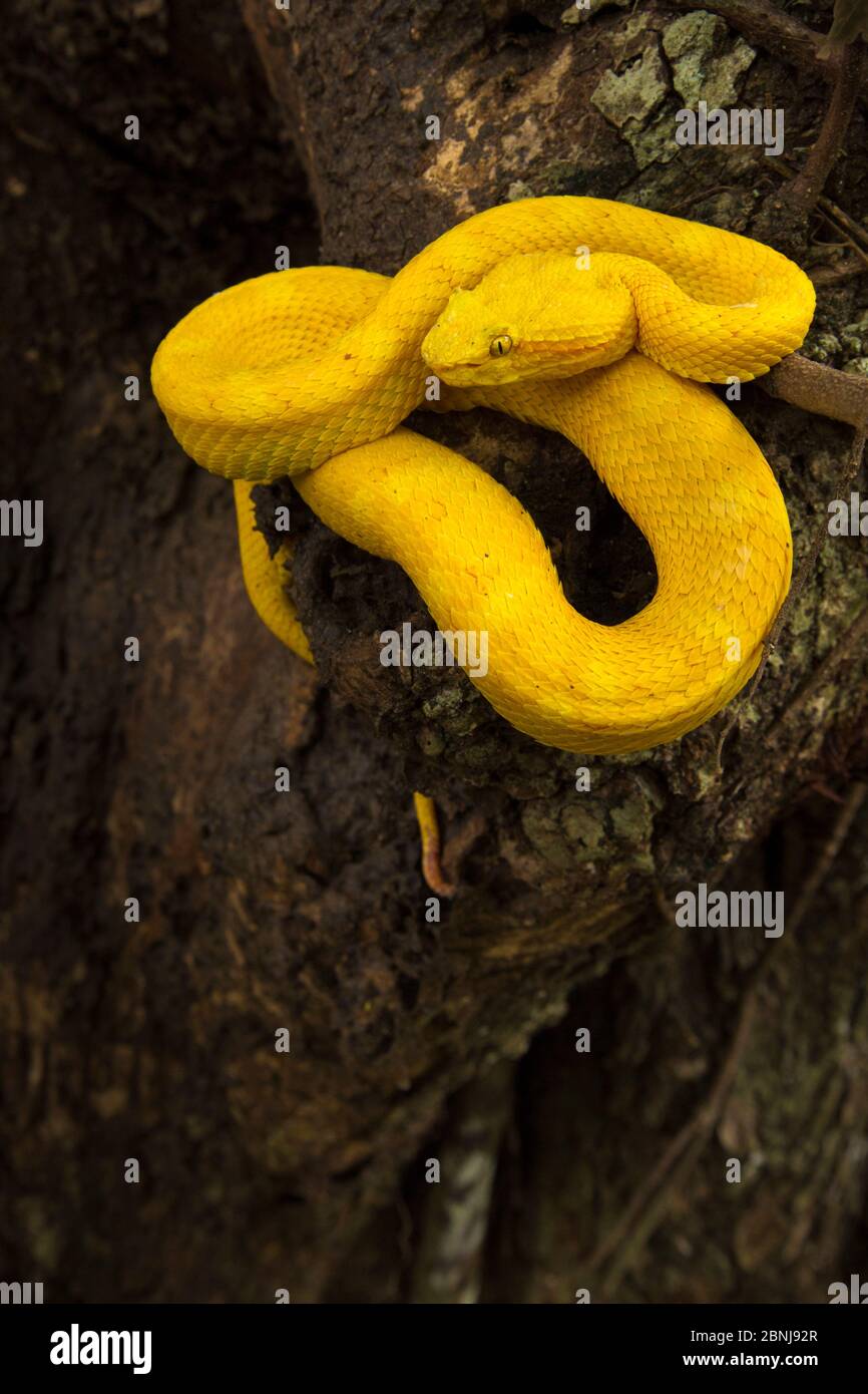Eyelash pit viper (Bothriechis schlegelii) yellow morph, Costa Rica ...