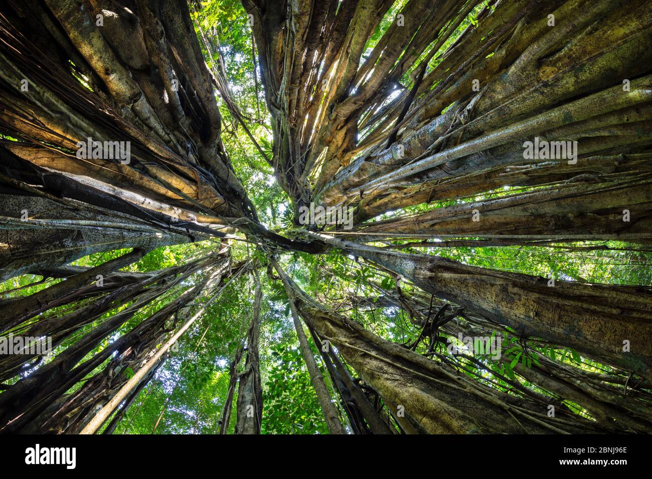 Looking through the aerial roots of a Strangler fig (Ficus zarazalensis ...